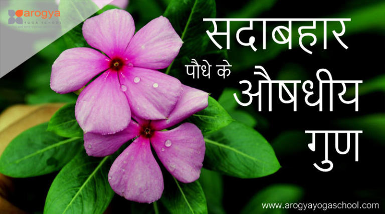 10 Health Benefits of Sadabahar, Periwinkle - Vinca Rosea Plants